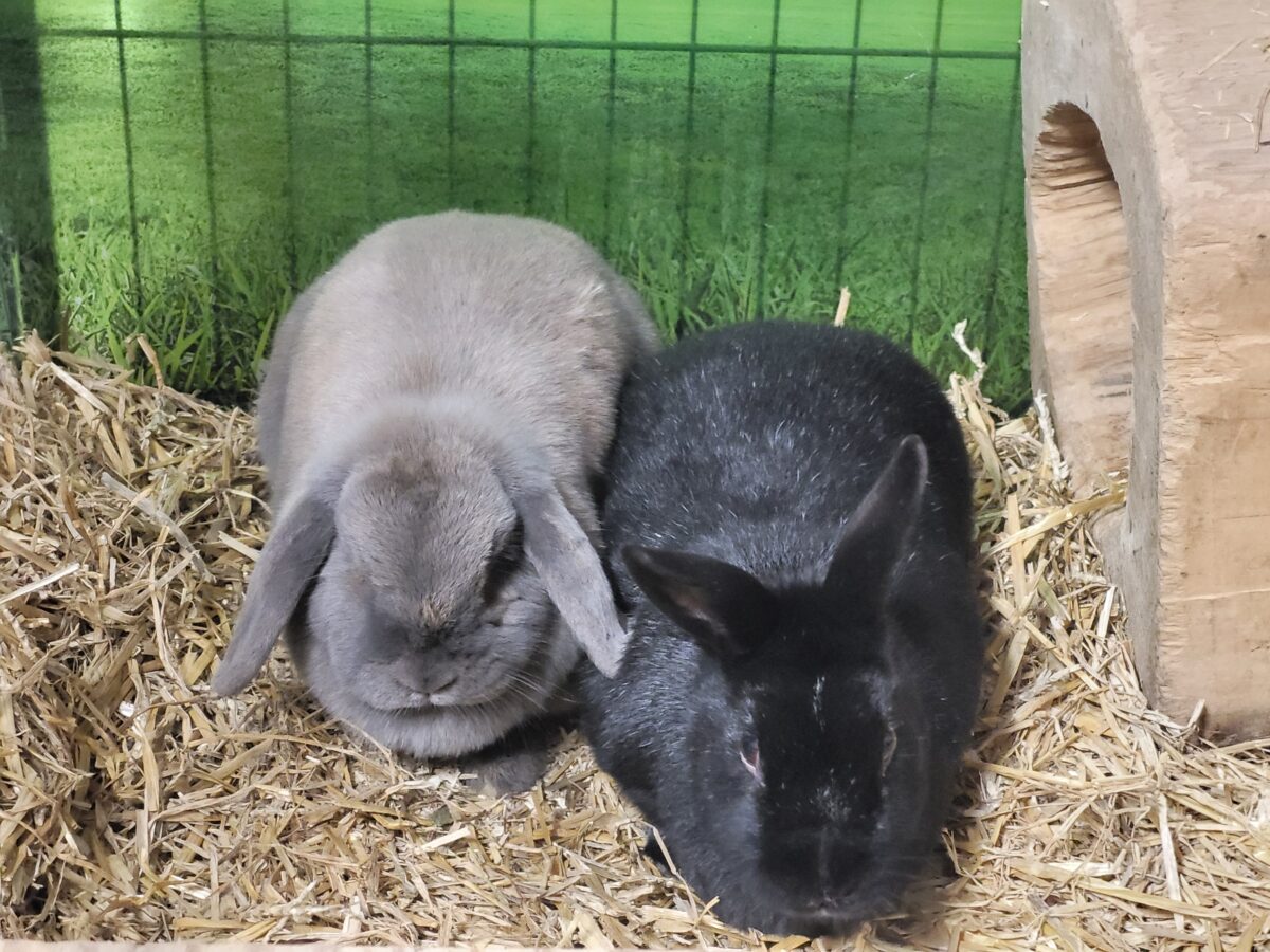Kaninchen Morticia und Wednesday haben ein Zuhause - Tierhoffnung