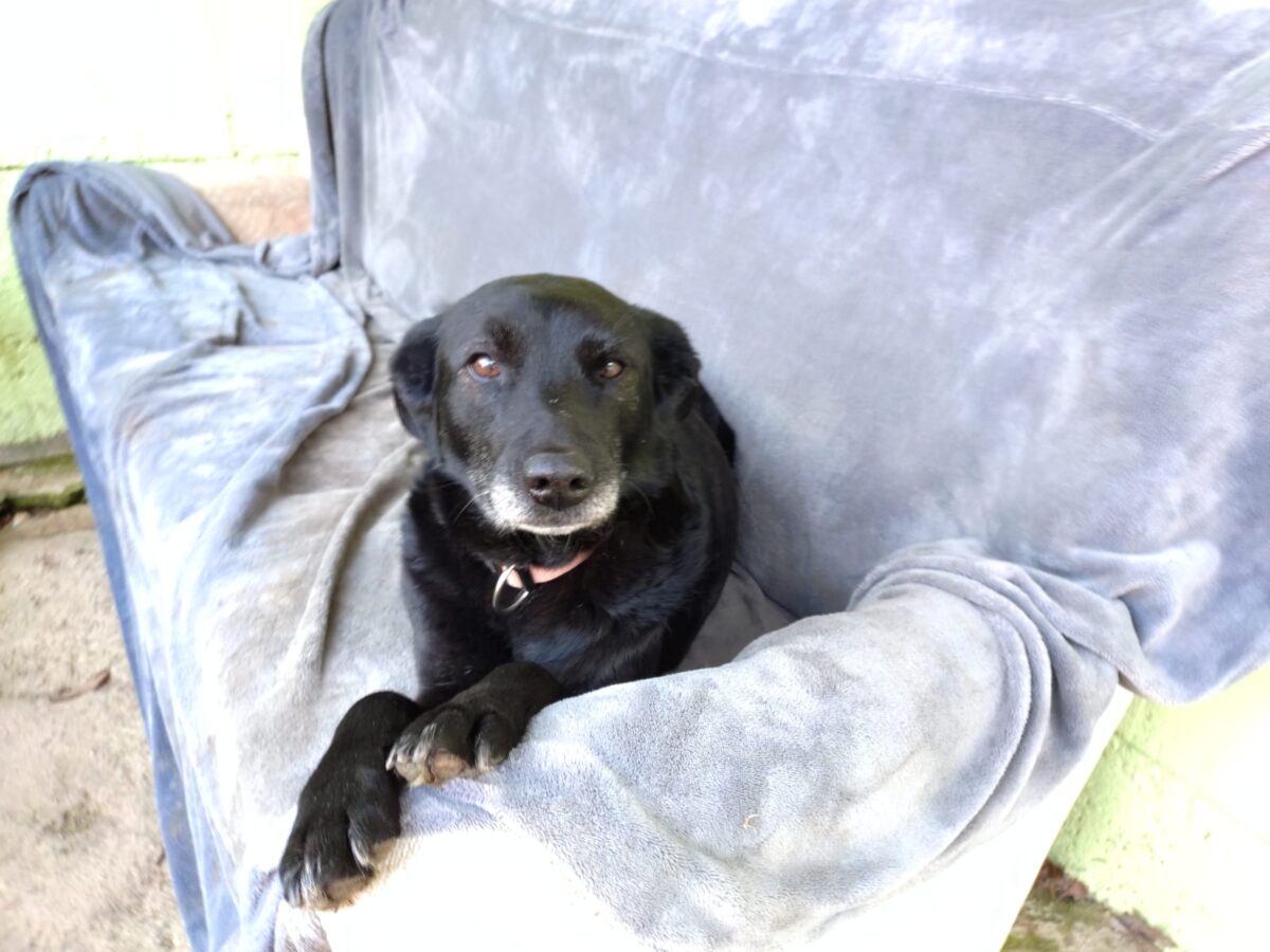 Hund Luna hat ein Zuhause gefunden - Tierhoffnung