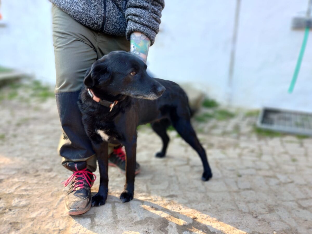 Hund Luna hat ein Zuhause gefunden - Tierhoffnung